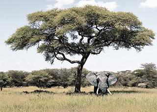 Ethna-DEFENSIV | Mehr als ein solides Fundament